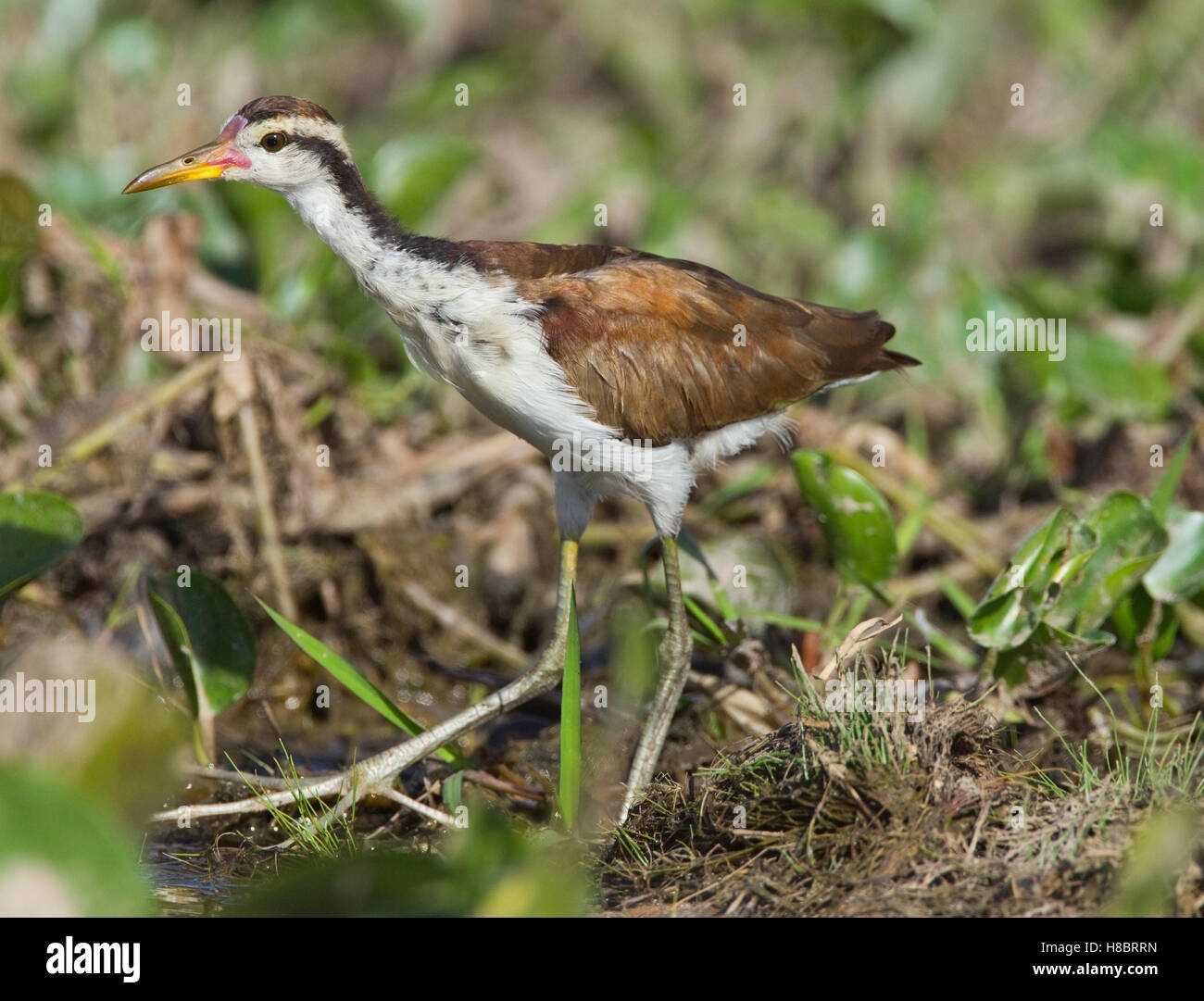 Wattled Jacana (Jacana jacana) chick, Venezuela Stock Photo - Alamy