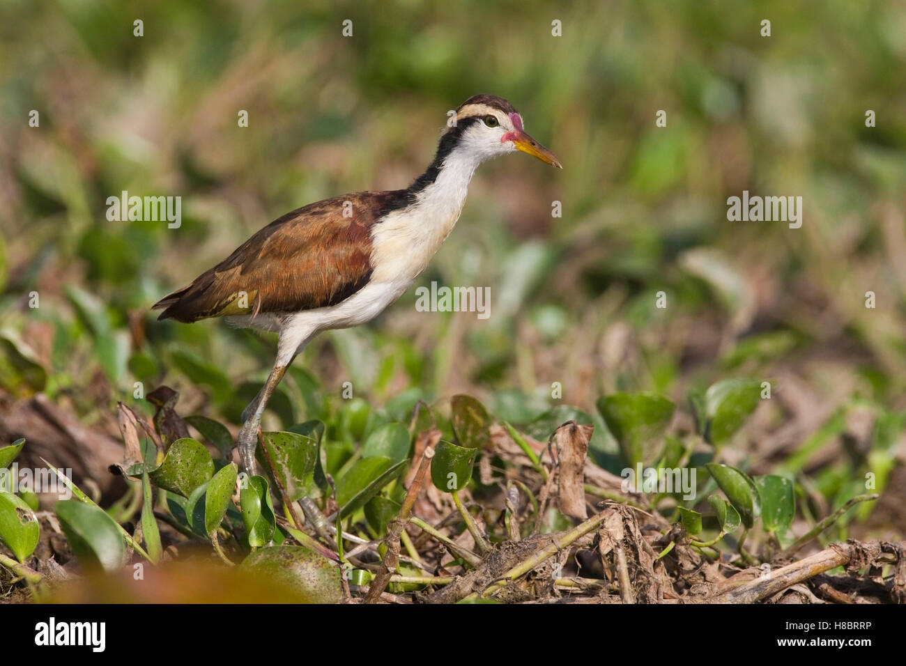 Wattled Jacana (Jacana jacana) chick, Venezuela Stock Photo - Alamy