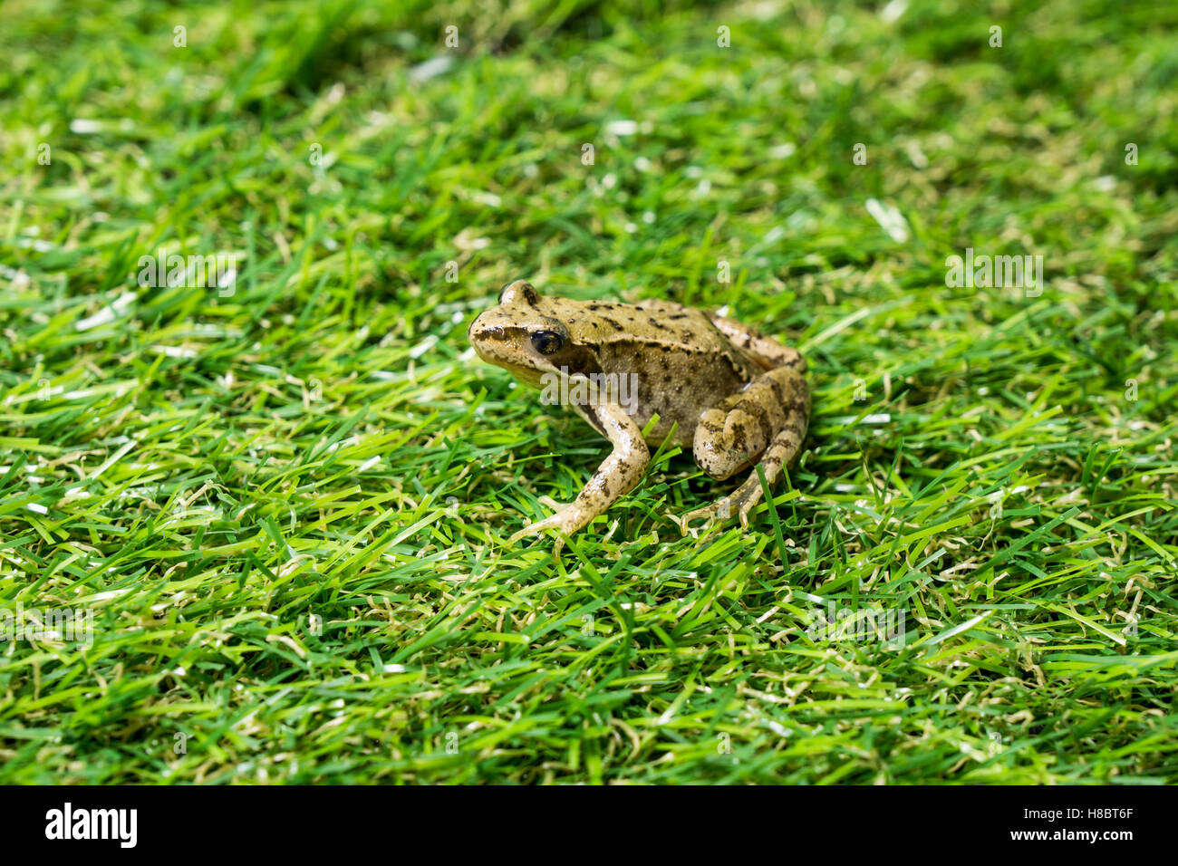 The little grass frog hi-res stock photography and images - Alamy