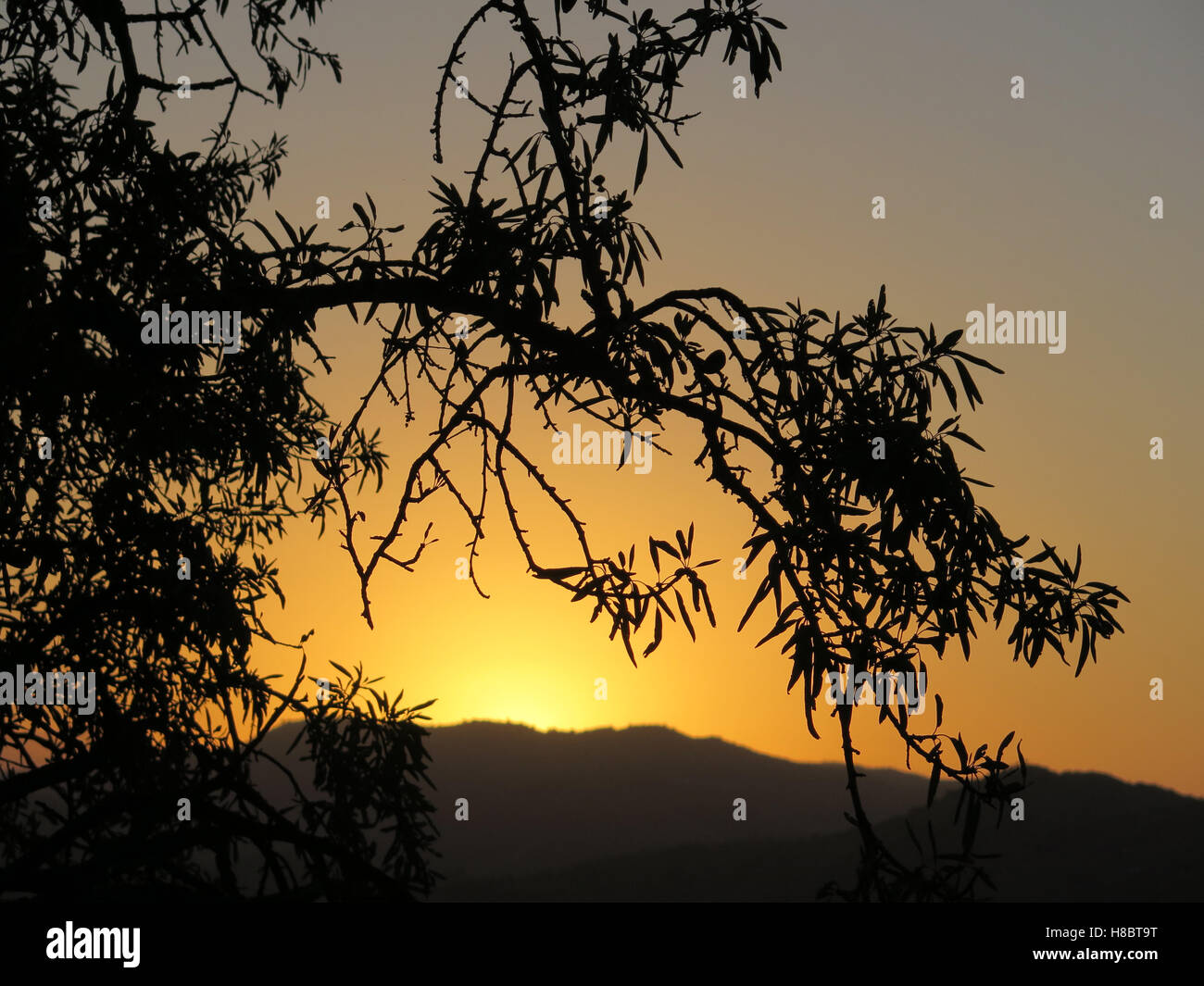 Olive tree at sunrise hi-res stock photography and images - Alamy