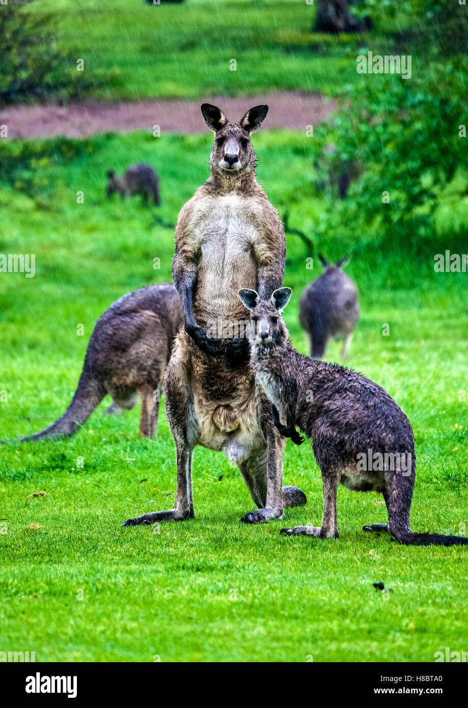 Male kangaroo hi-res stock photography and images - Alamy