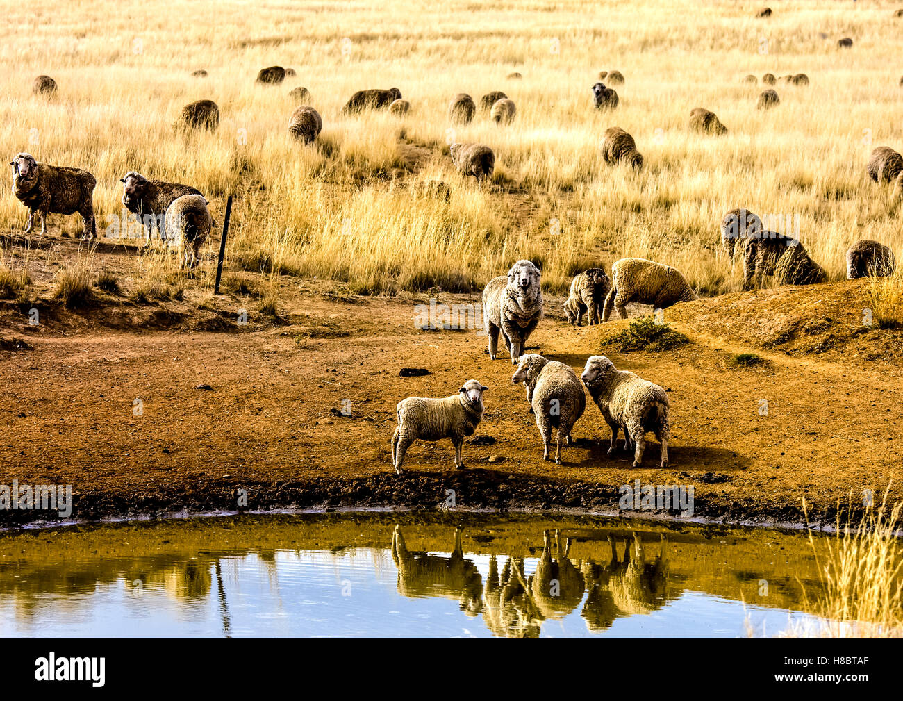 Sheep surviving the drought thanks to some scrubby feed and a small ...