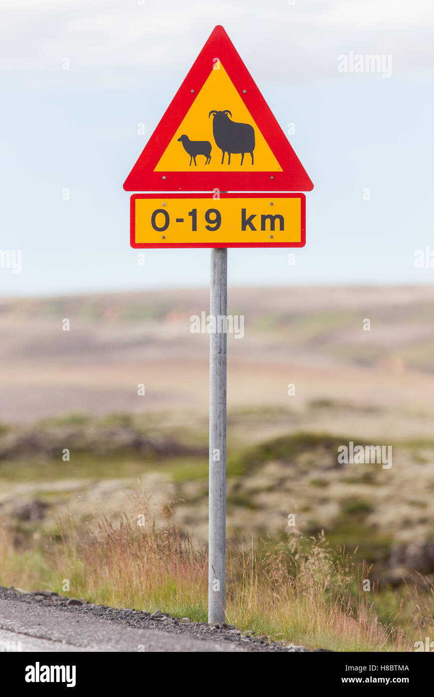 Real Sheep Crossing traffic sign in Iceland Stock Photo - Alamy