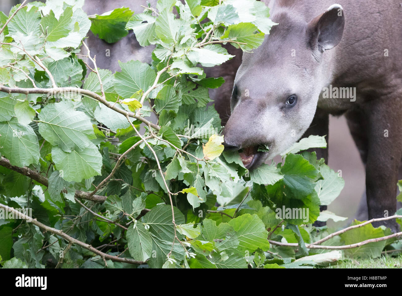 Tapir eating fresh leaves, selective focus on the tapir Stock Photo - Alamy