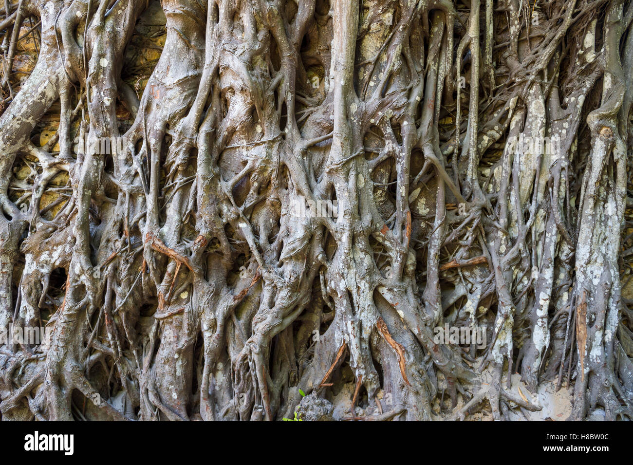 Strangler fig roots in a close-up abstract background Stock Photo - Alamy
