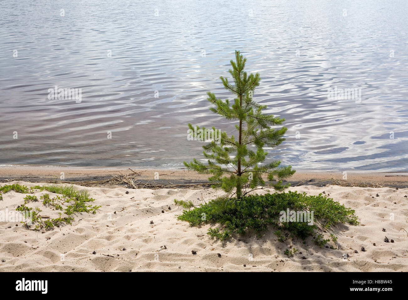 Pine tree growing on beach hi-res stock photography and images - Alamy