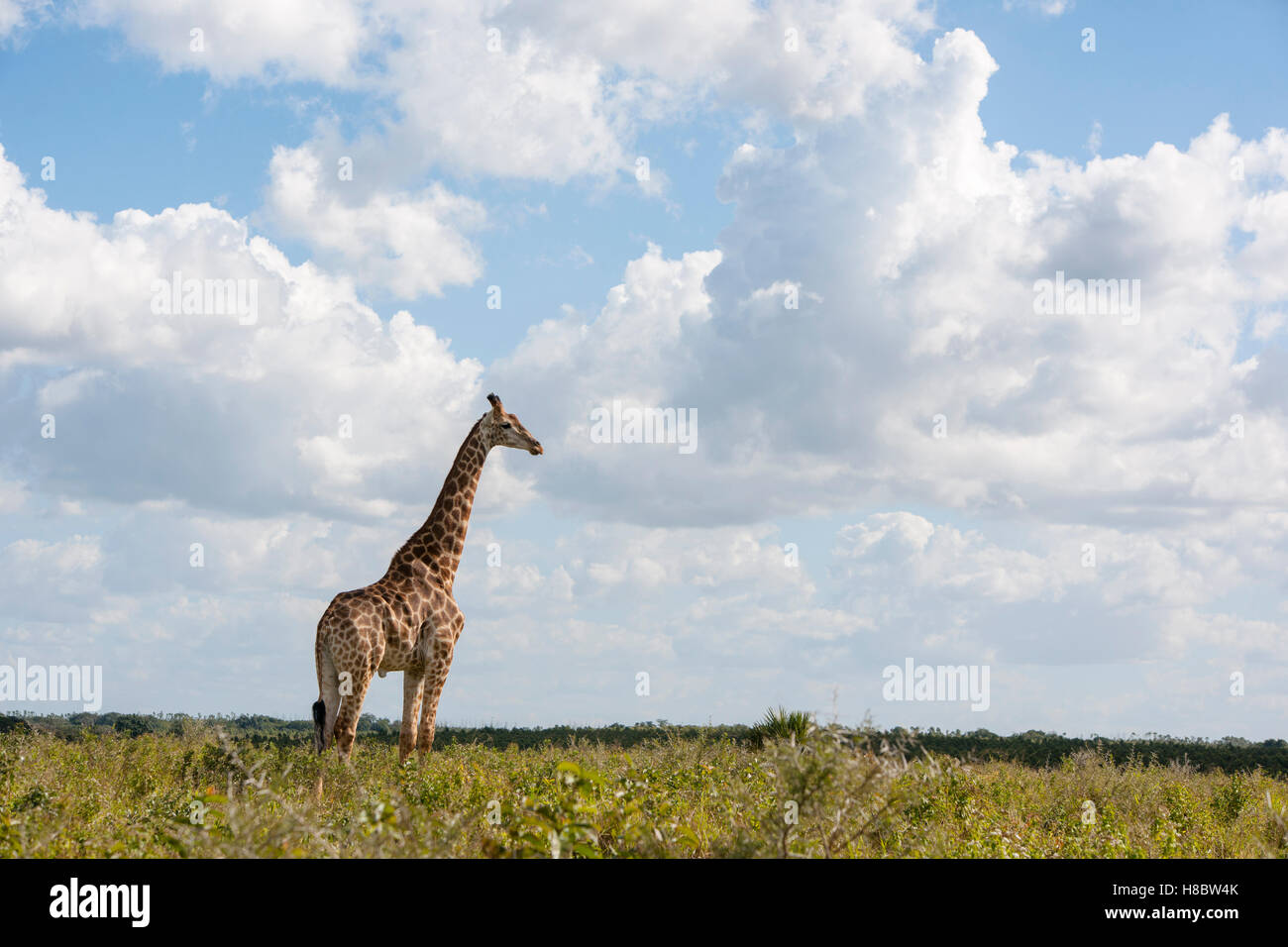 Giraffe in open grassland Stock Photo - Alamy