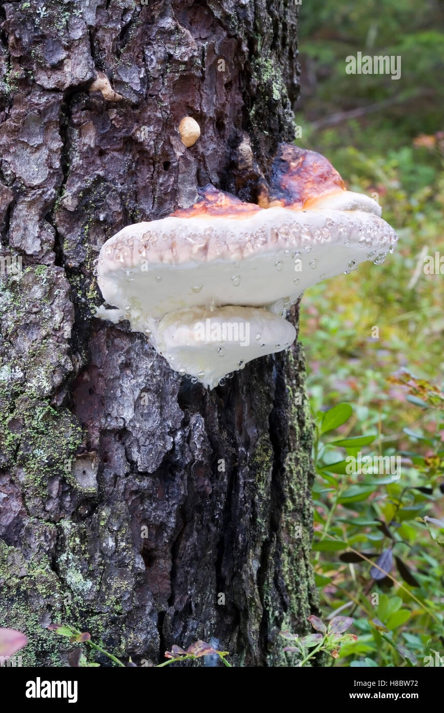 Fomitopsis pinicola, Red Banded Polypore, Finland Stock Photo - Alamy
