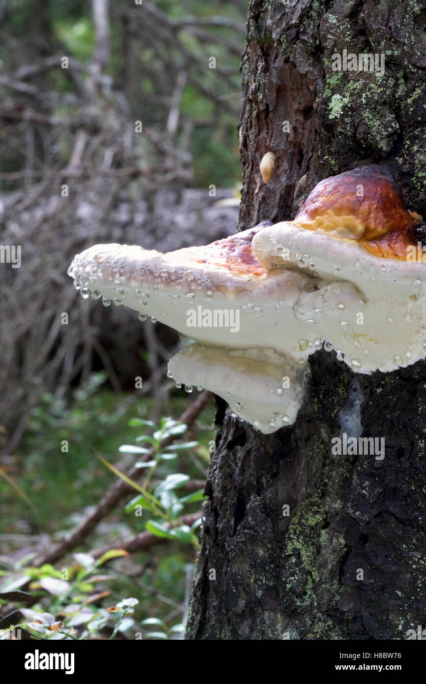 Fomitopsis pinicola, Red Banded Polypore, Finland Stock Photo - Alamy
