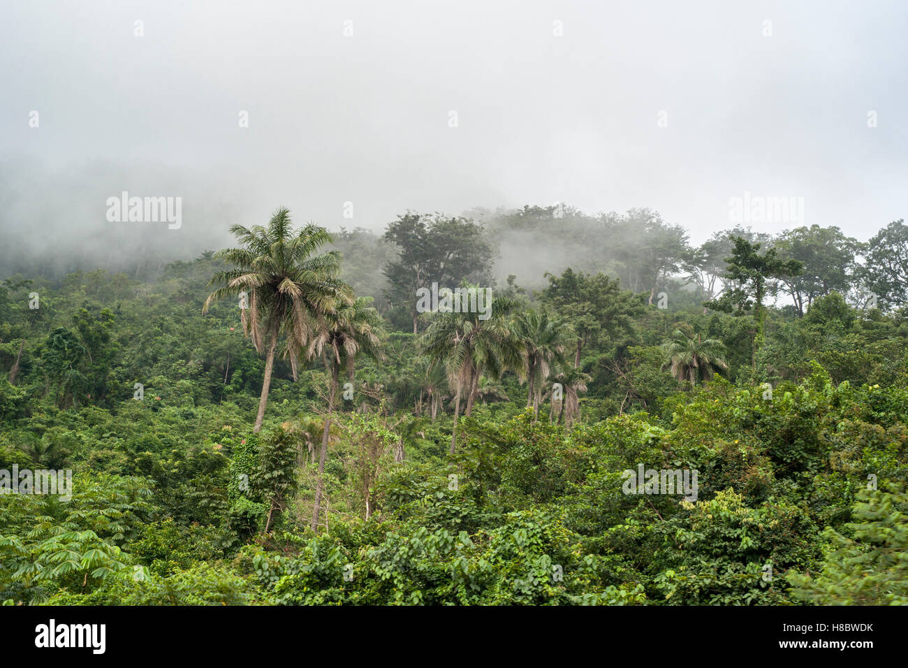 Margins of forest hi-res stock photography and images - Alamy