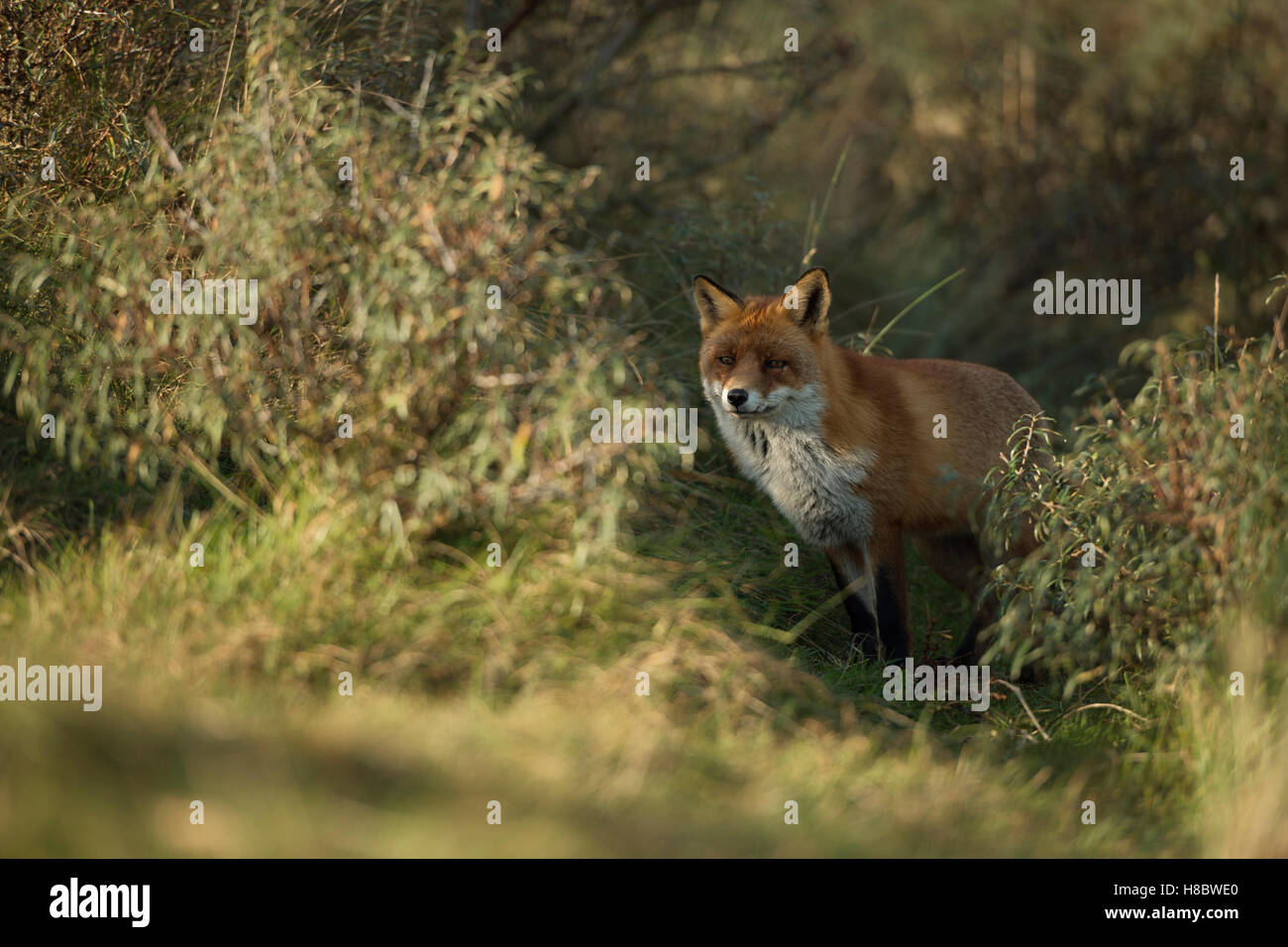Red fox in forest photo and image hi-res stock photography and images ...