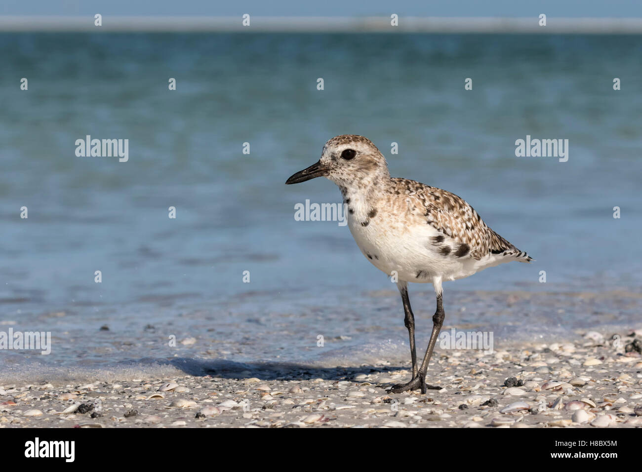 Black bellied Plover Stock Photo - Alamy