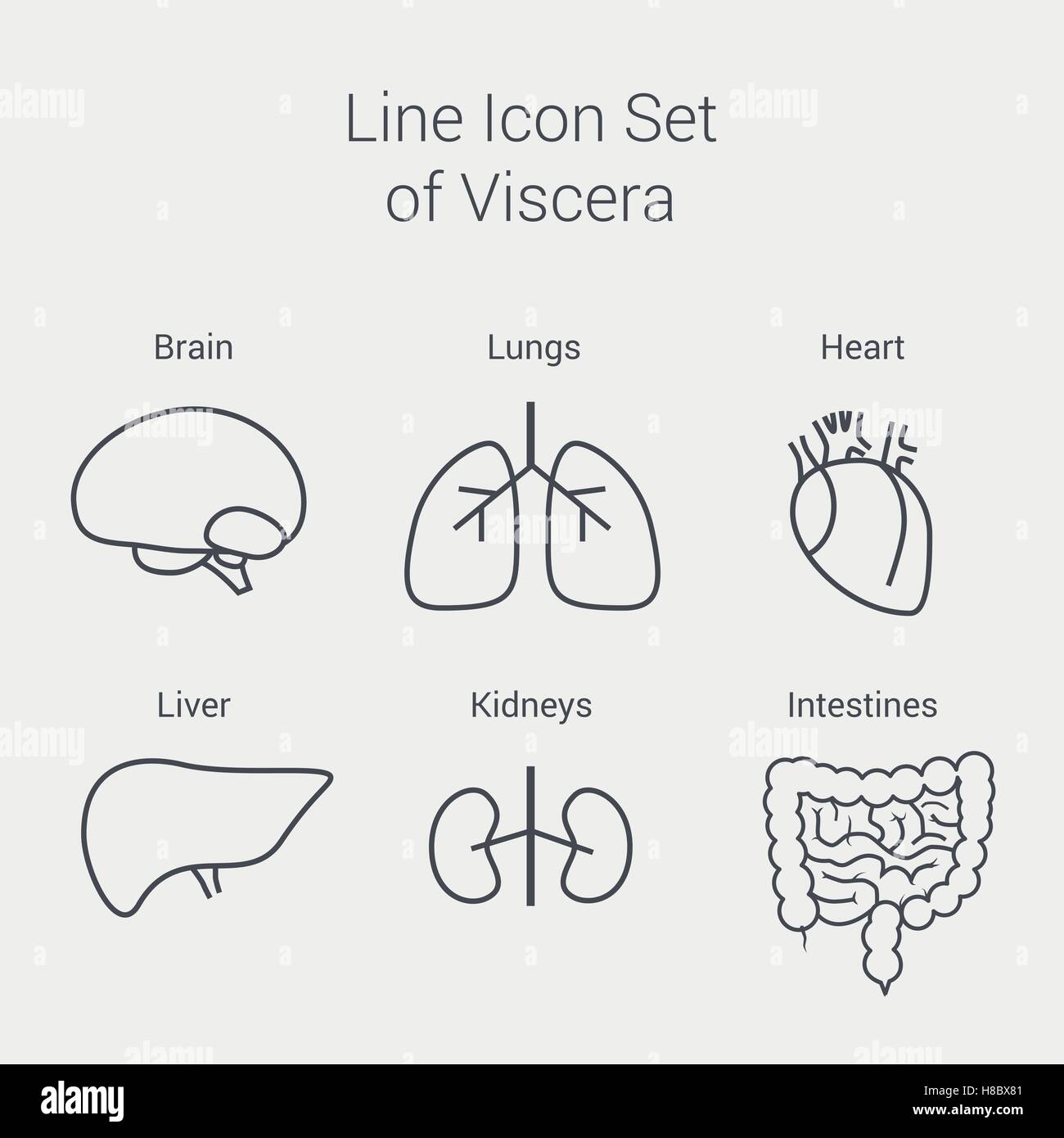 Vector line internal human organs set: liver, brain, lungs, heart ...