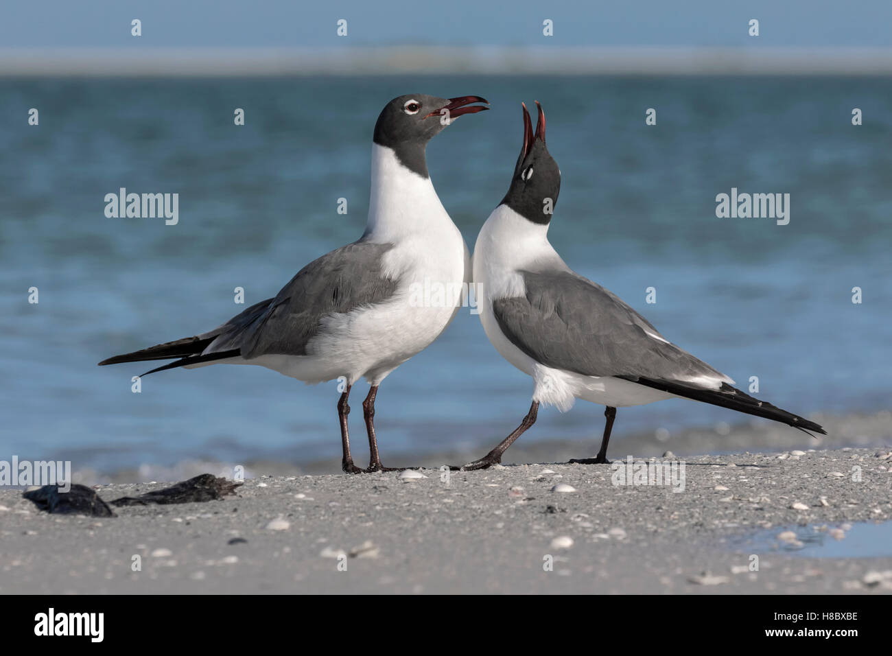 Laughing gull hi-res stock photography and images - Alamy
