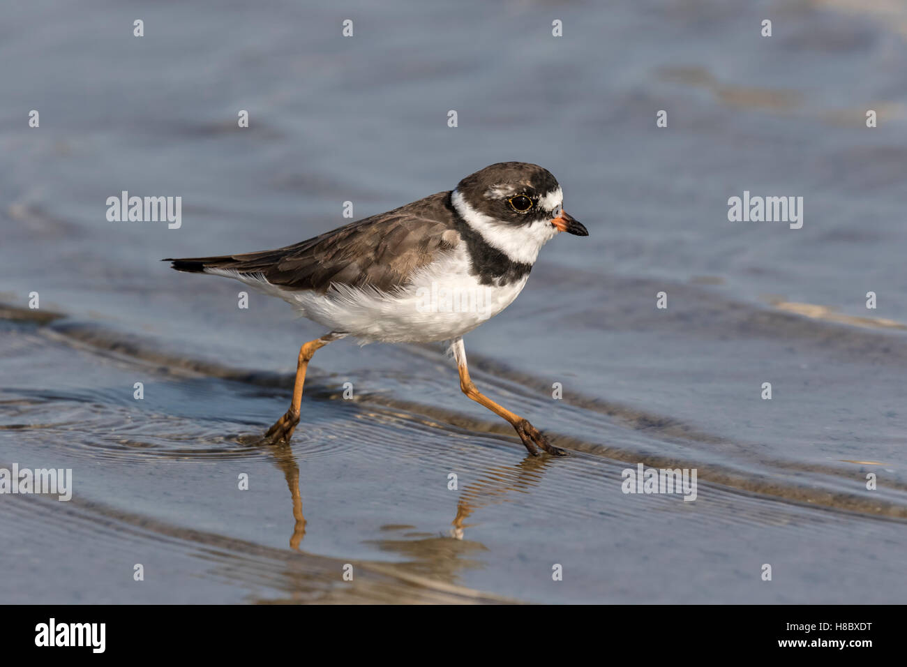 Semi palmated plover hi-res stock photography and images - Alamy