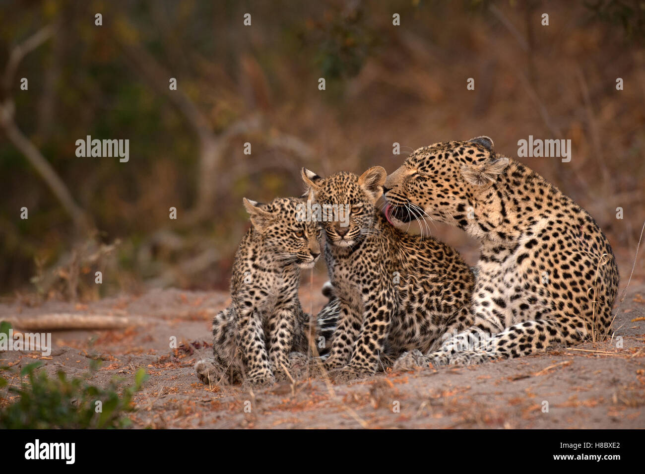 Adult female leopard (Panthera pardus) grooming her two cubs Stock ...