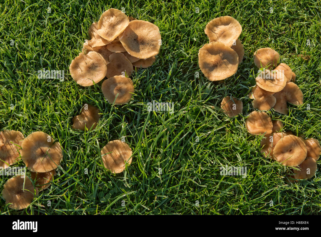 Grass lawn fungus hi-res stock photography and images - Alamy