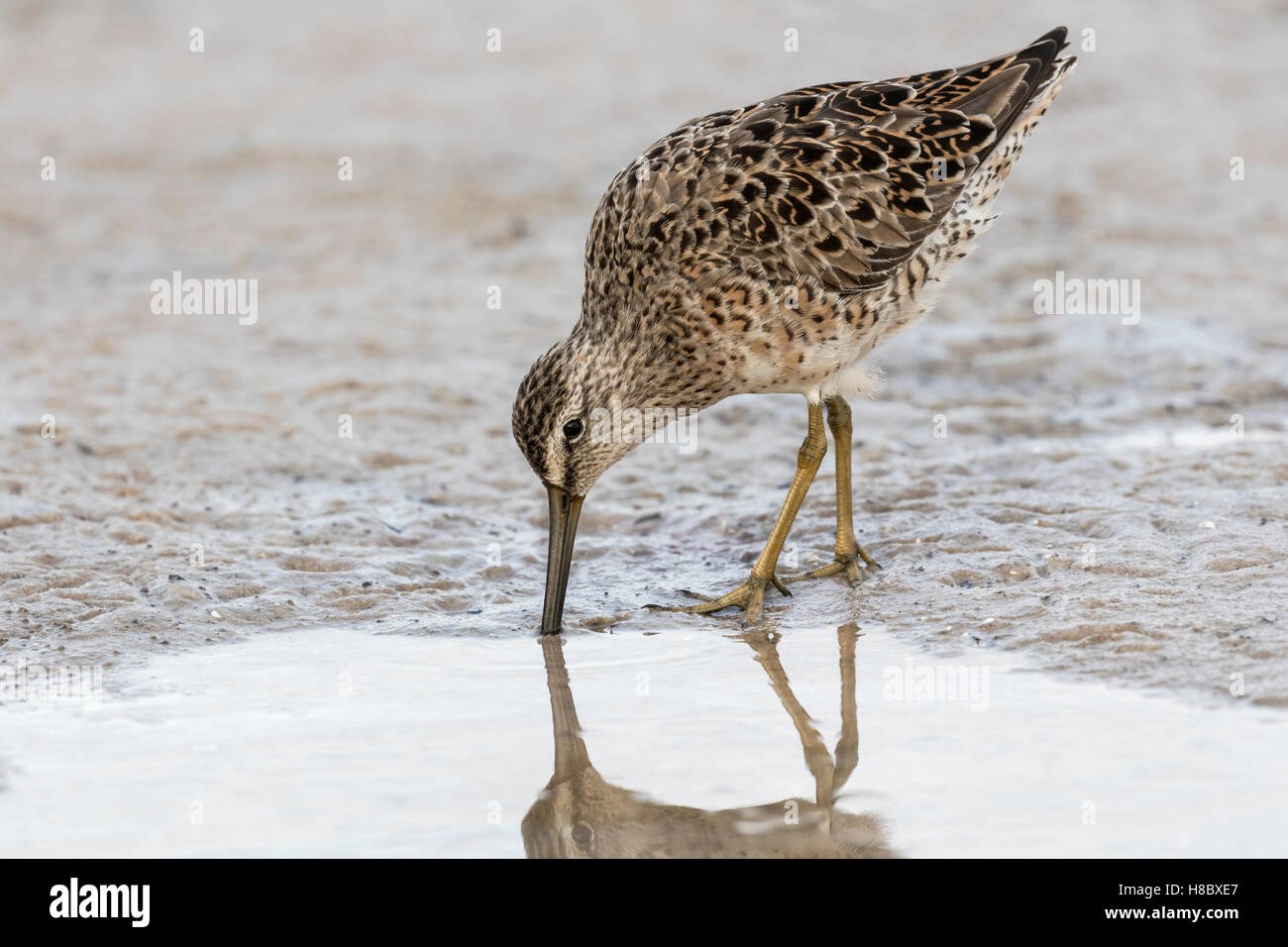 Short billed Dowitcher Stock Photo - Alamy