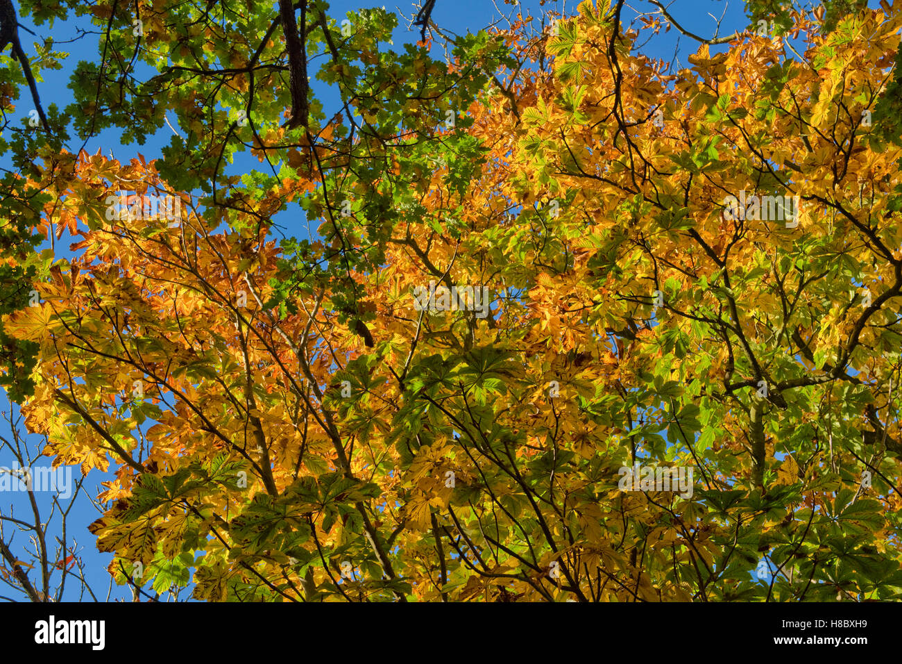 Conker tree hi-res stock photography and images - Alamy