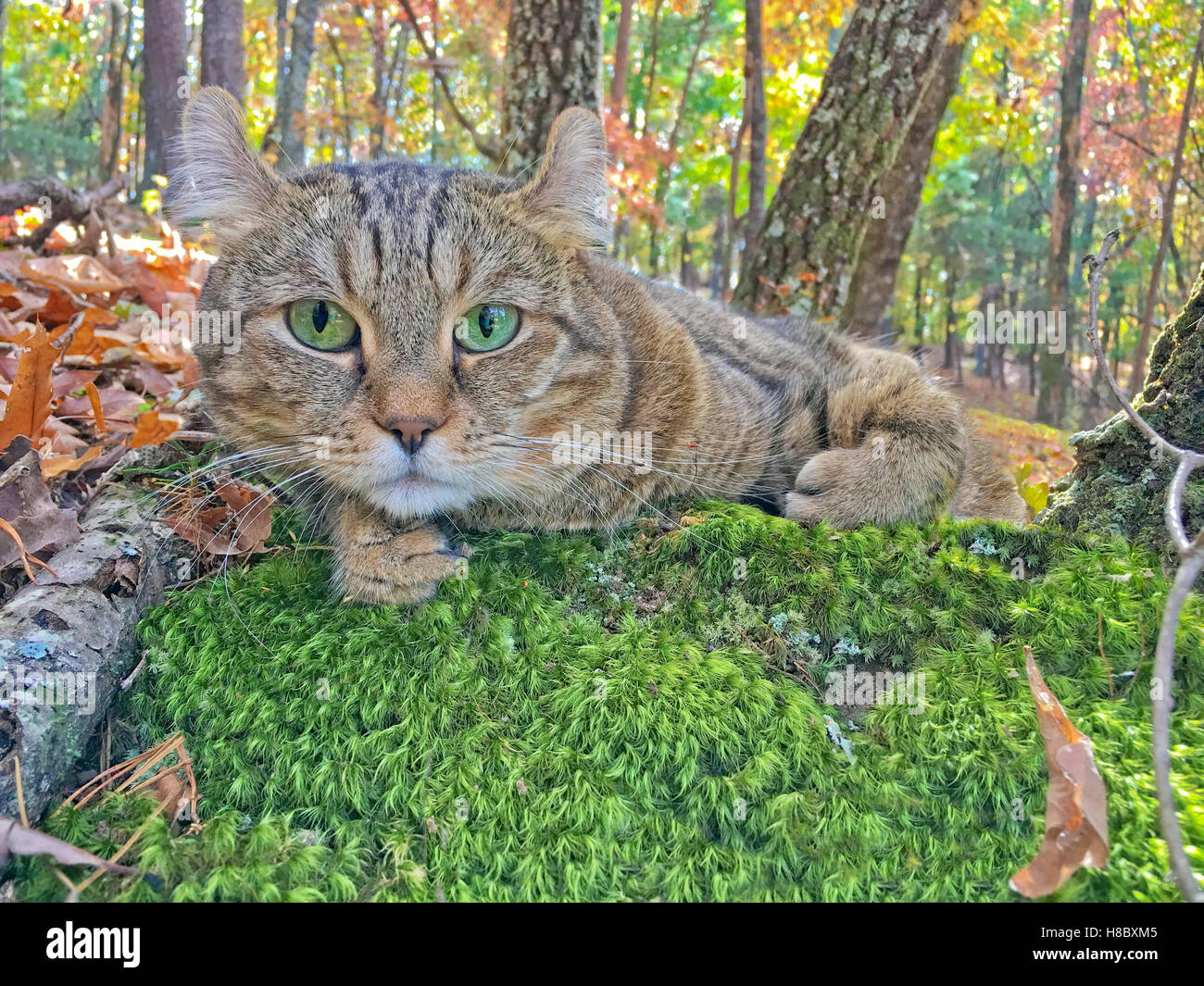 Cat lying on fur hi-res stock photography and images - Alamy