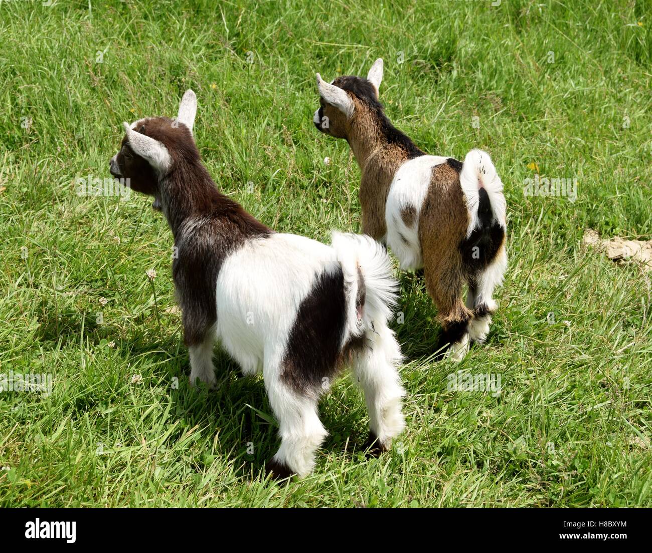 Baby goat mother hi-res stock photography and images - Alamy