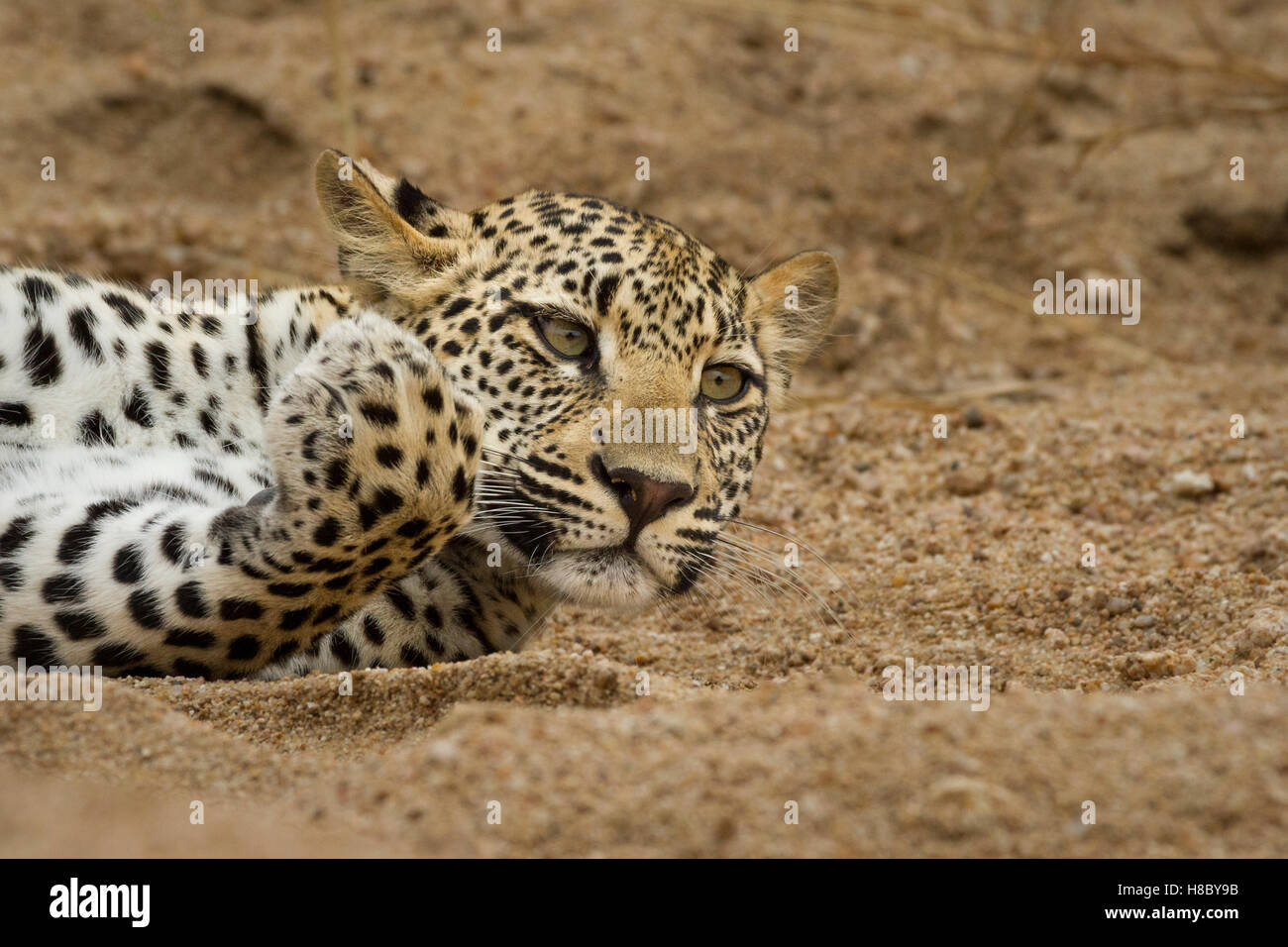 Leopard (Panthera pardus) Cub lying on her side in river sand one foot ...