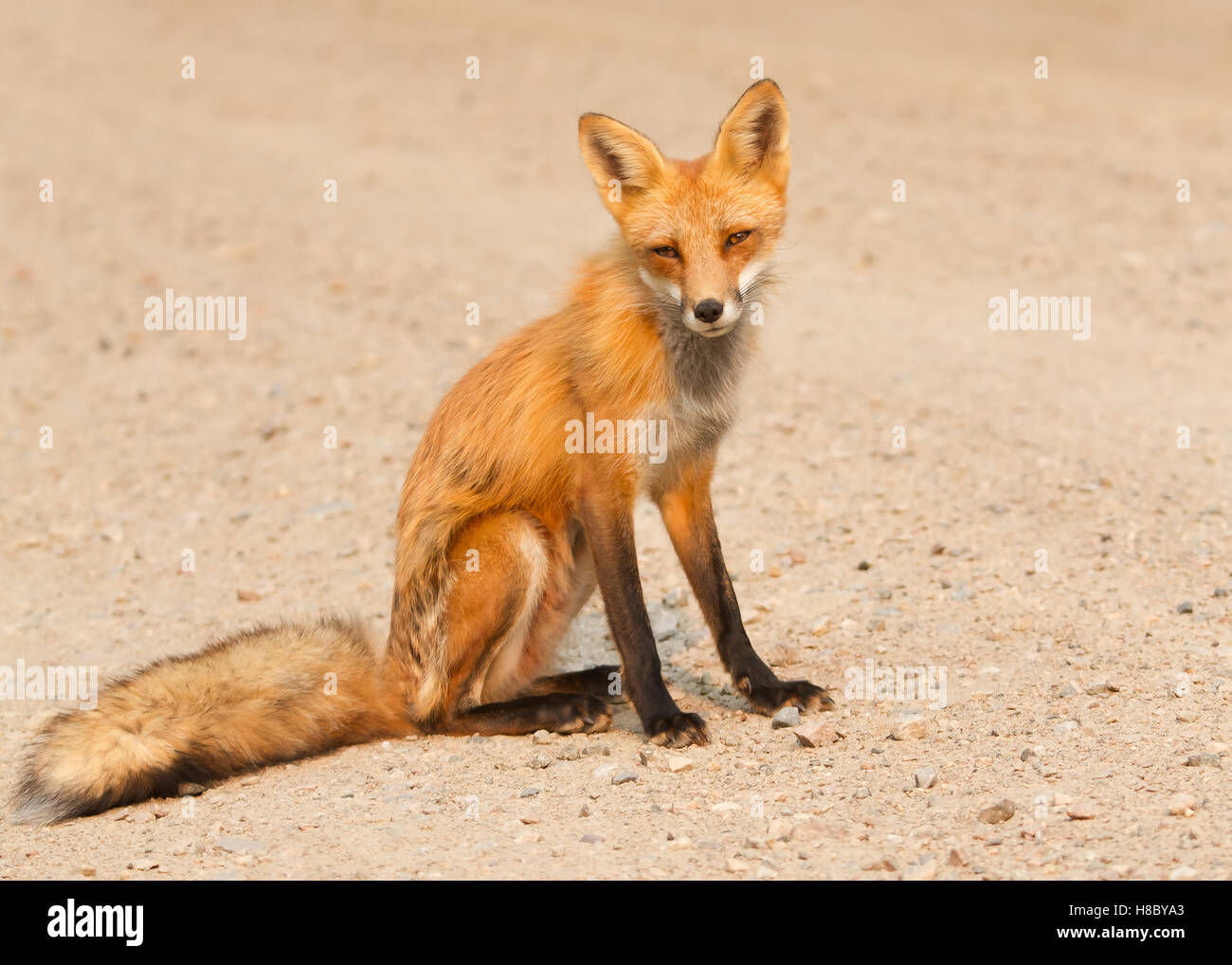 Red fox (Vulpes vulpes) vixen in Algonquin Park in Canada Stock Photo ...