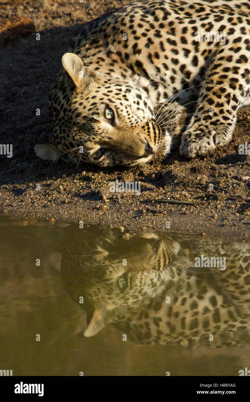 Leopard on its side right next to water with symmetrical reflection and ...