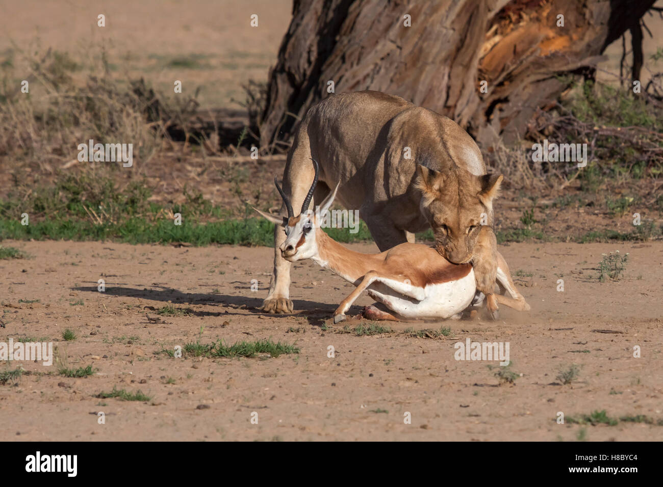 Lion with a buck hi-res stock photography and images - Alamy
