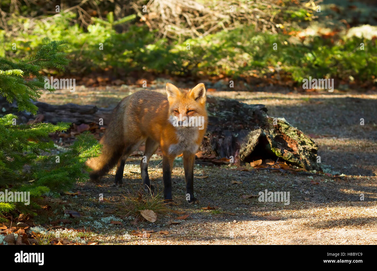 Red fox (Vulpes vulpes) standing in the shadows in Algonquin Park in ...