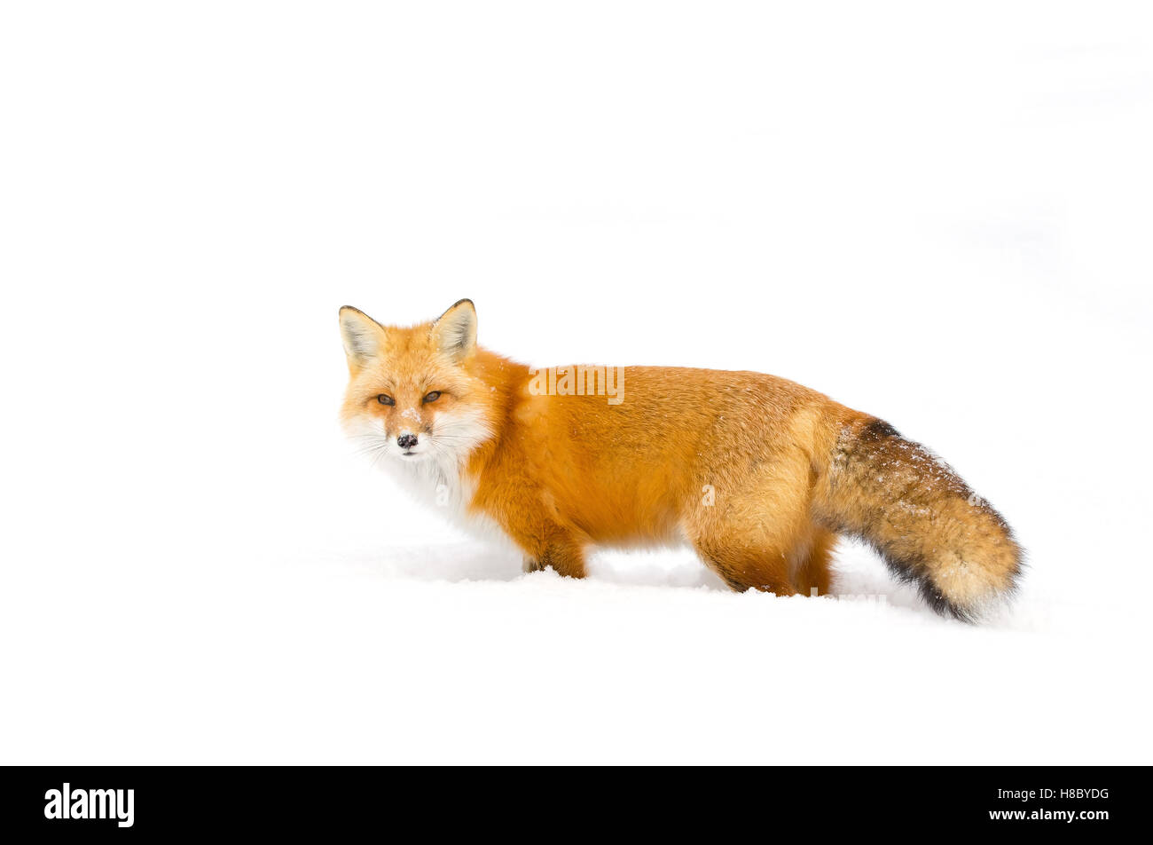 Fox fall Cut Out Stock Images & Pictures - Alamy