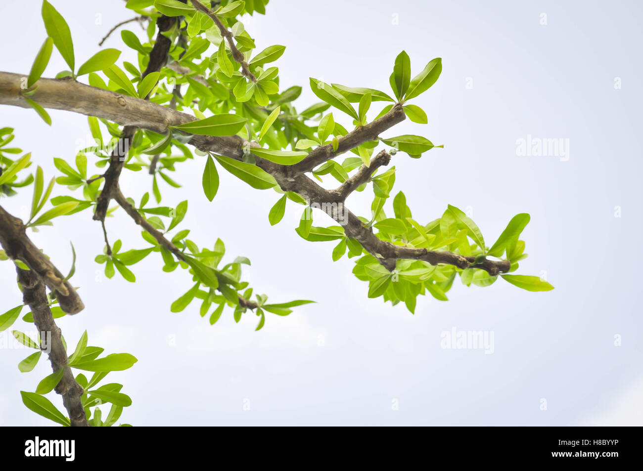 Ground Tree and sky in blur background Stock Photo - Alamy