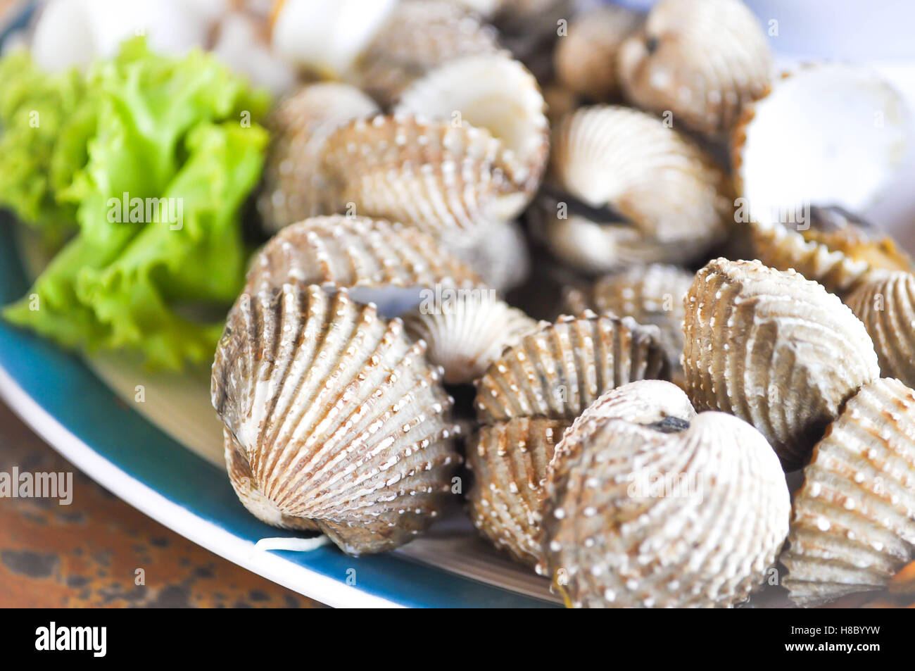 Ark shell hi-res stock photography and images - Alamy
