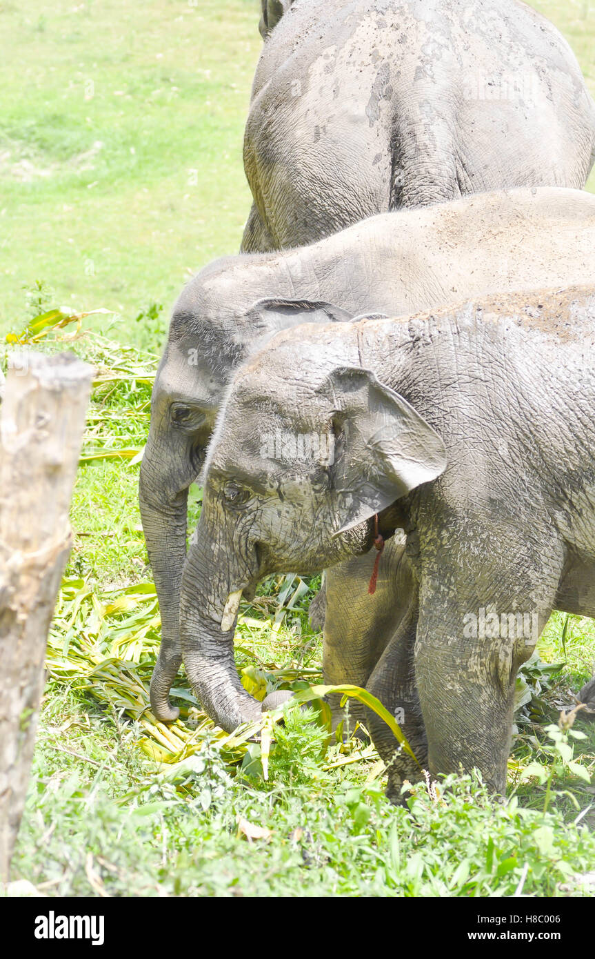 Elephant food having hi-res stock photography and images - Alamy