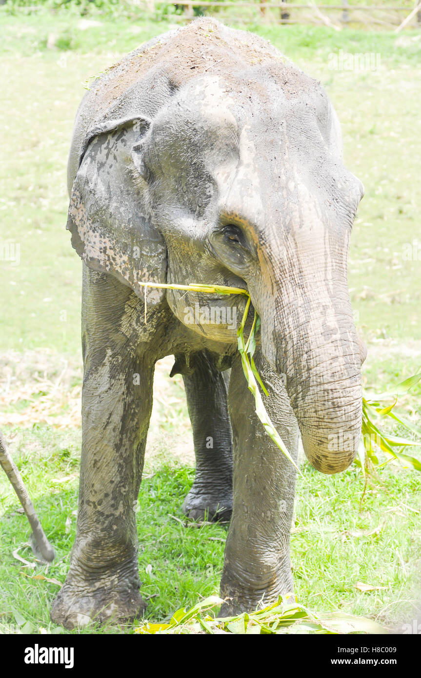 Elephant food having hi-res stock photography and images - Alamy