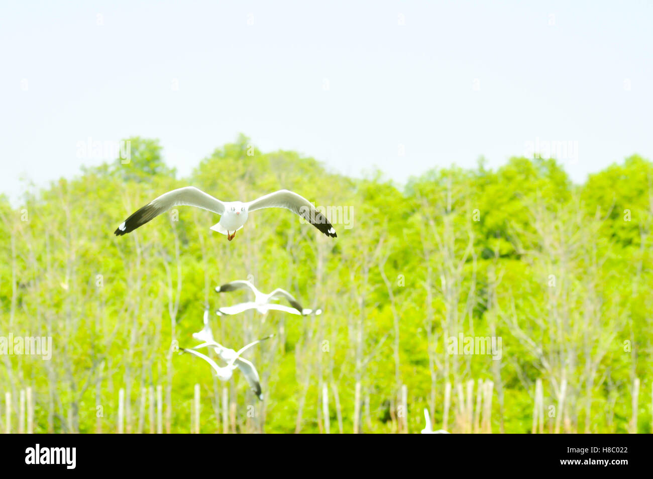 flying birds near the forest Stock Photo - Alamy
