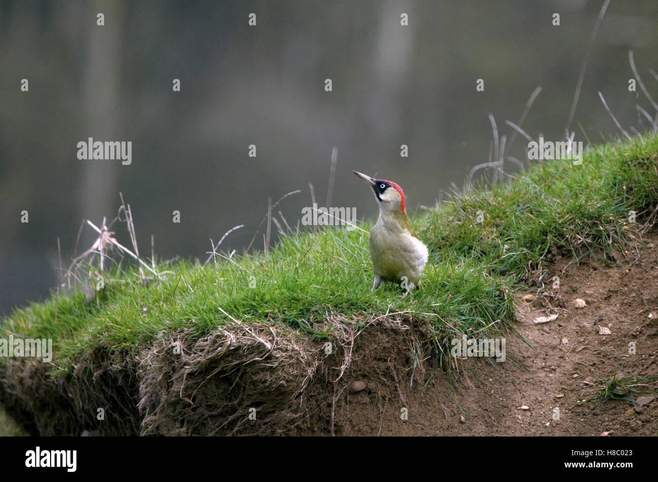 Yaffle Stock Photos & Yaffle Stock Images - Alamy