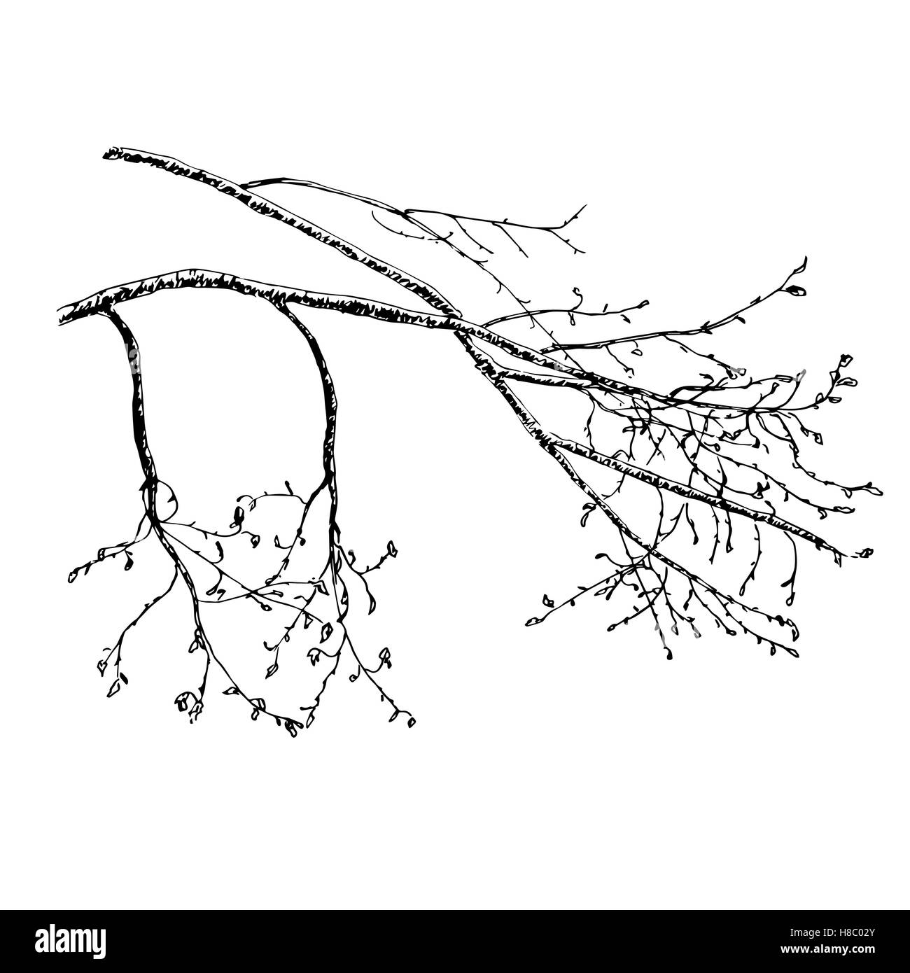 Tree vector hi-res stock photography and images - Alamy