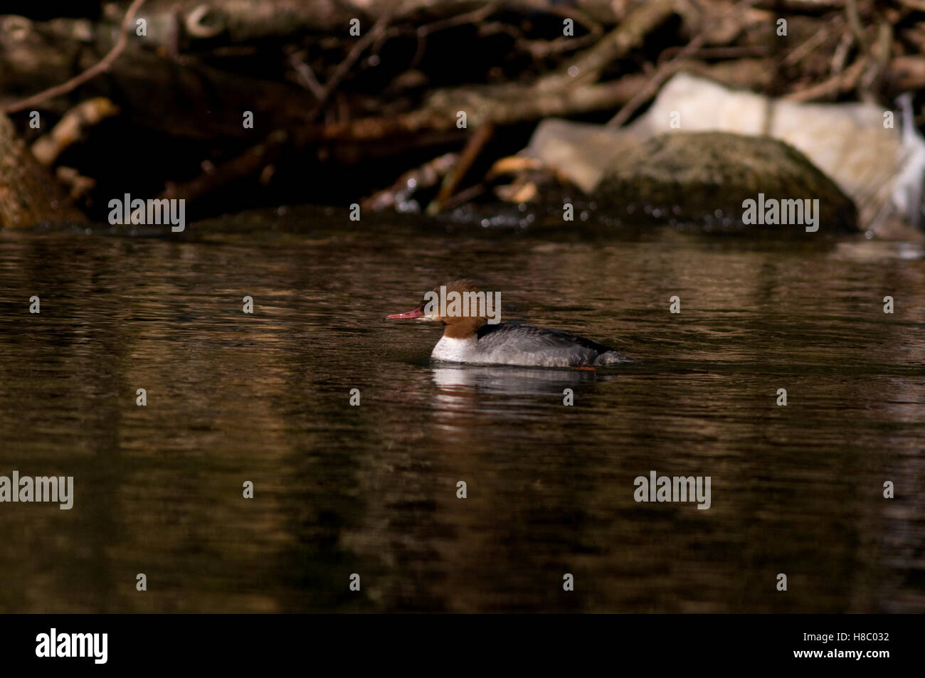 Goosander on the river Stock Photo - Alamy