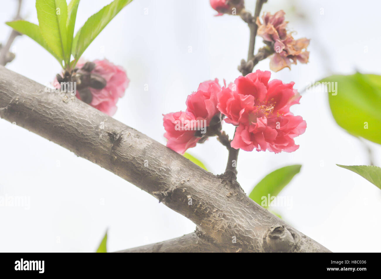 pink peach flower in blur background Stock Photo - Alamy