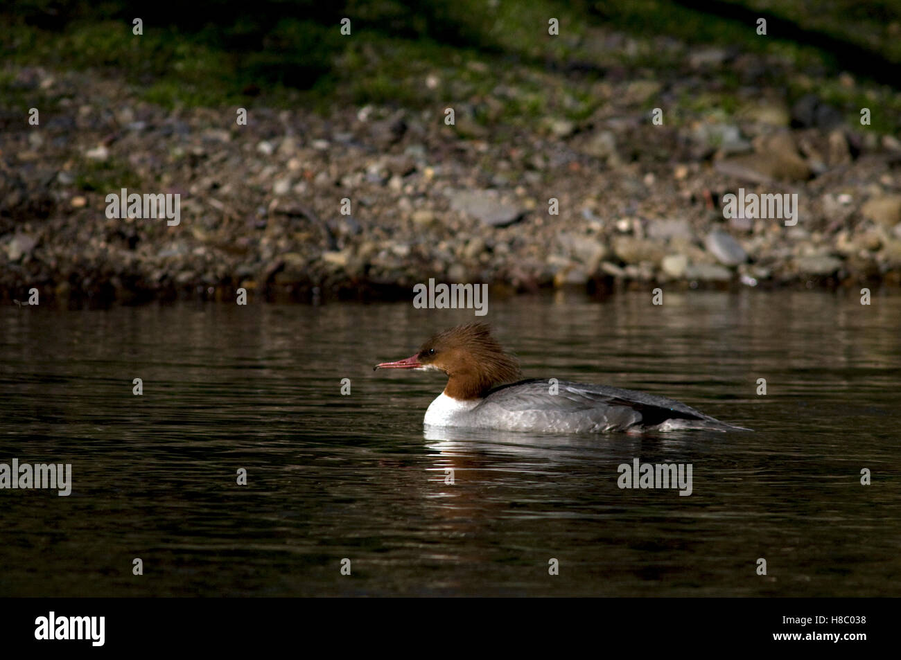 A female Goosander Stock Photo - Alamy