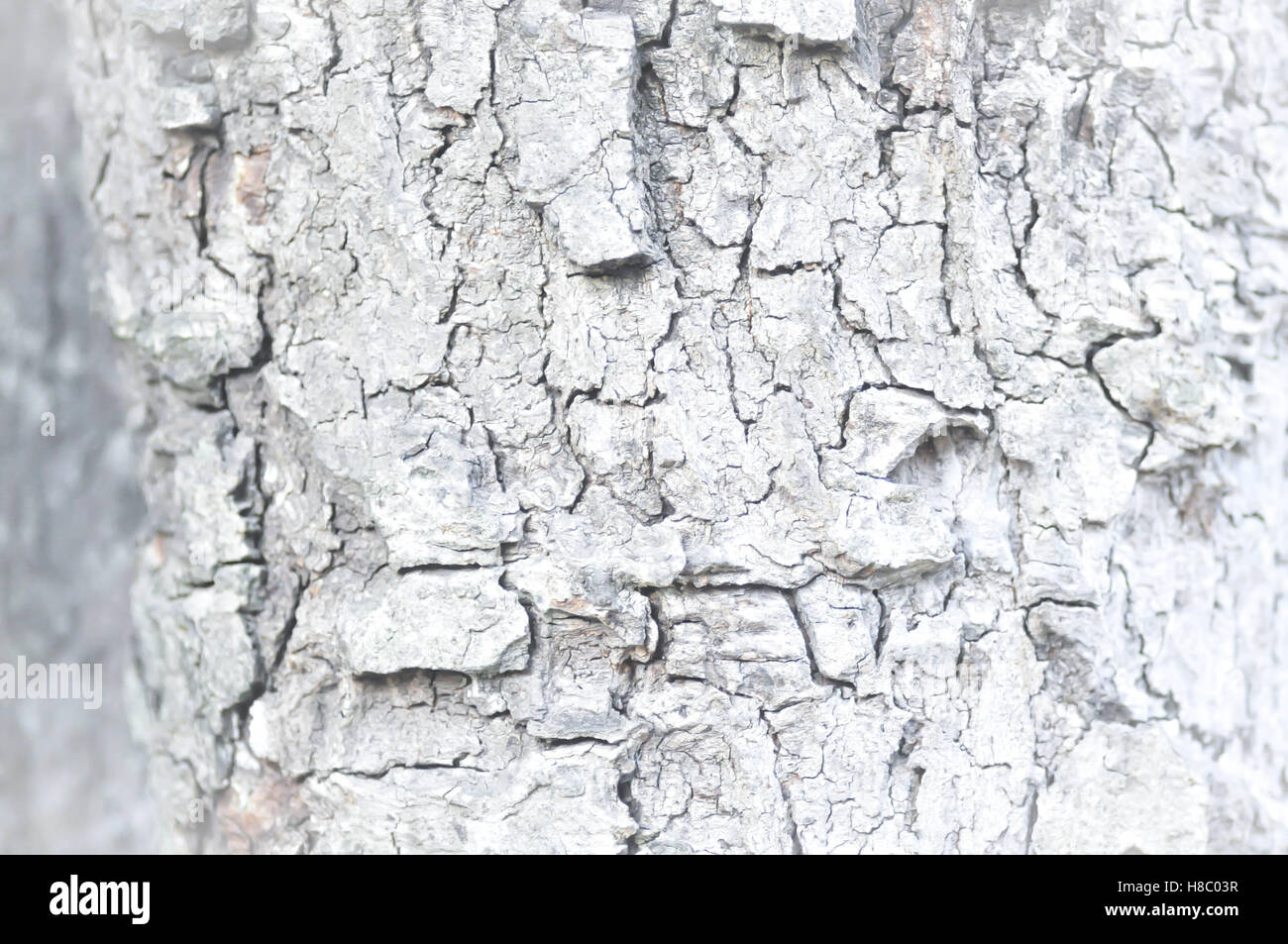 bark,husk, rind or tree bark in the forest Stock Photo - Alamy