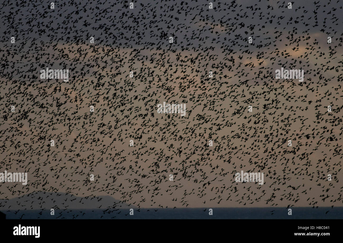 Starling swarm hi-res stock photography and images - Alamy