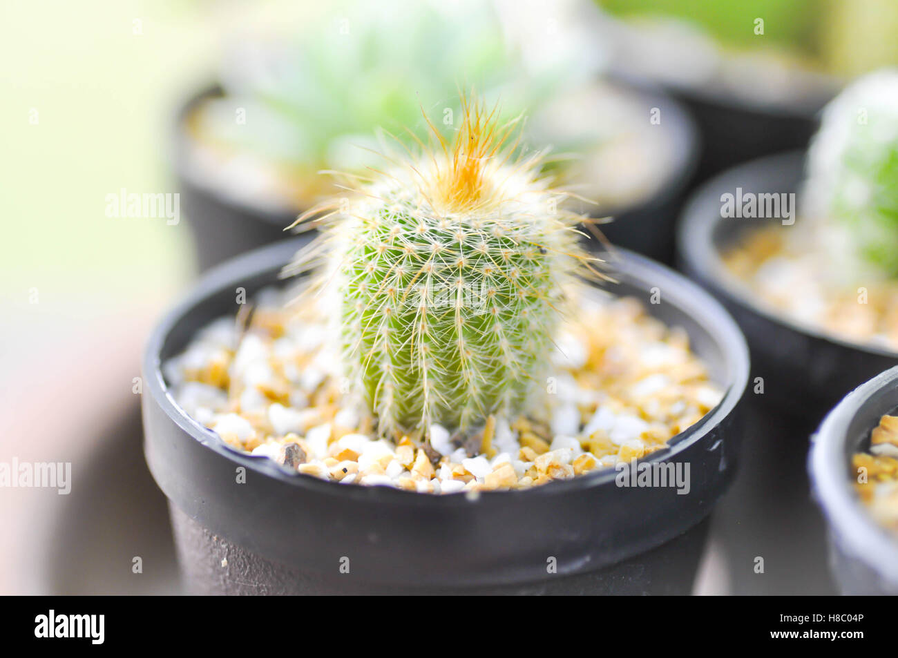 cactus plant in the flower pot Stock Photo - Alamy