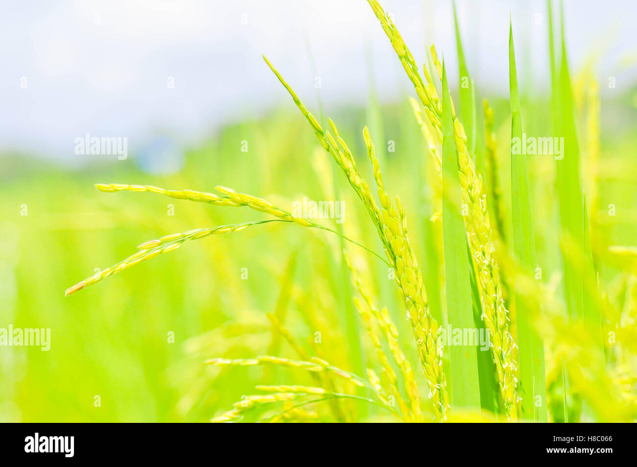 Ear rice on field hi-res stock photography and images - Alamy