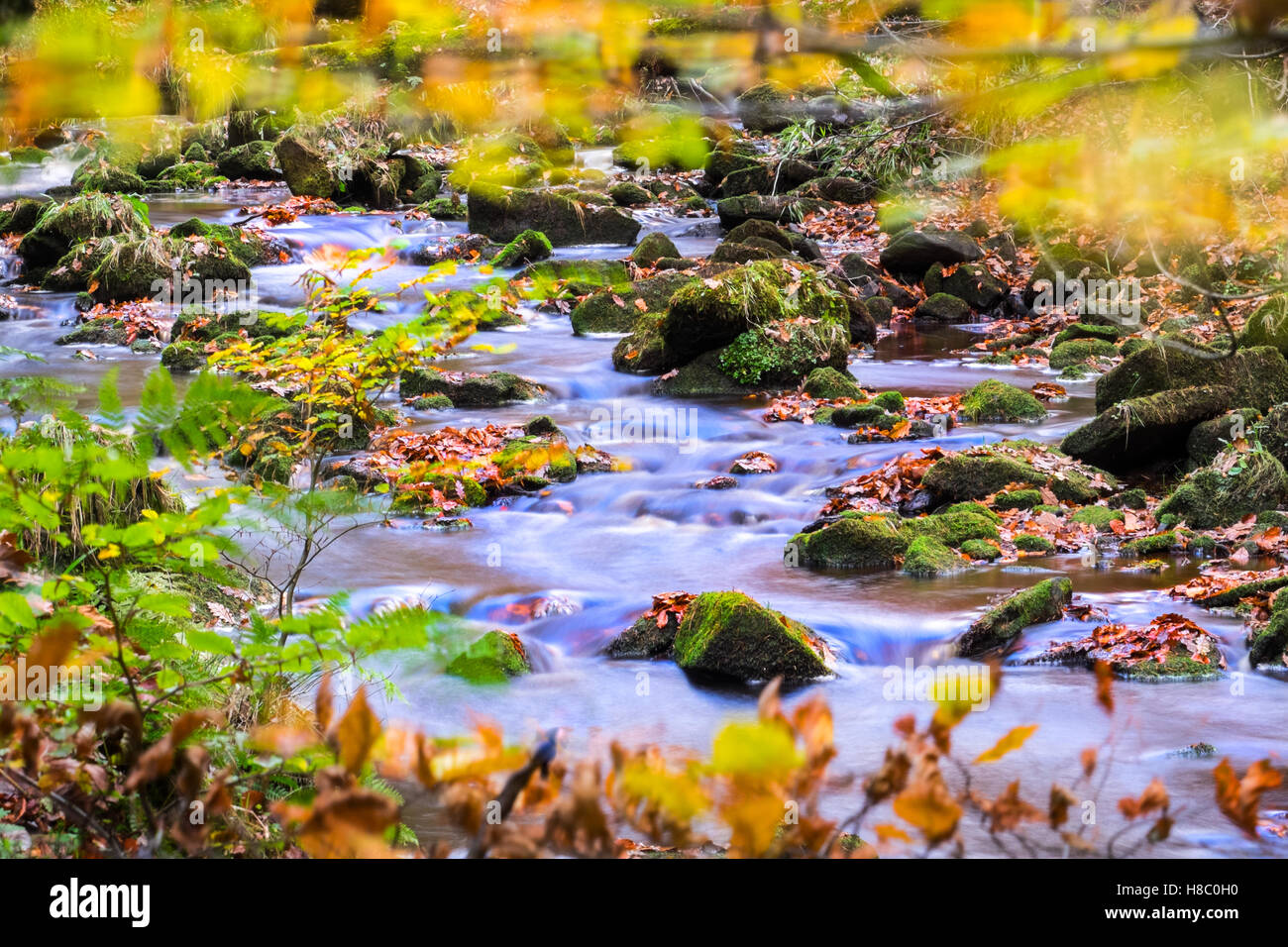 Autumn colours in Gradbach Woods, Staffordshire Moorlands, Peak ...