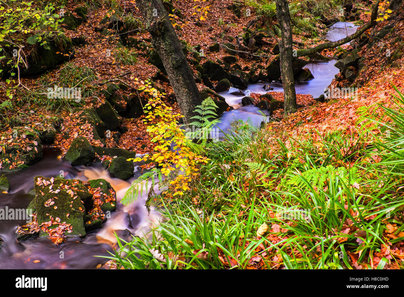 Gradbach woods hi-res stock photography and images - Alamy
