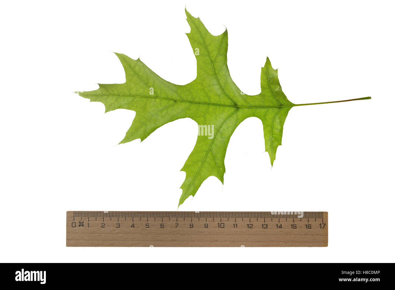Scharlach-Eiche, Scharlacheiche, Quercus coccinea, scarlet oak, Le ...