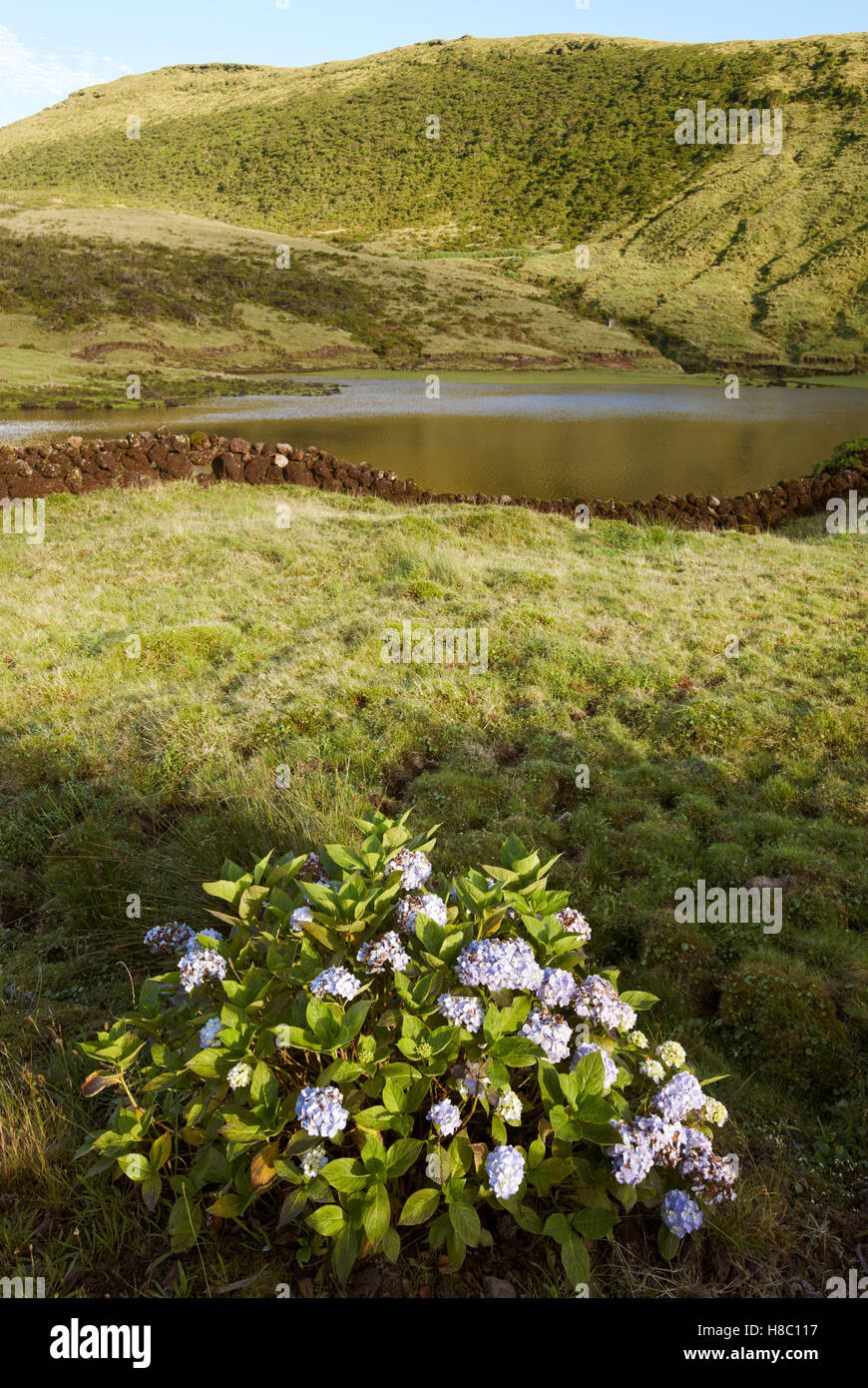 Azores landscape with hydrangeas and lake in Pico island, Portugal ...