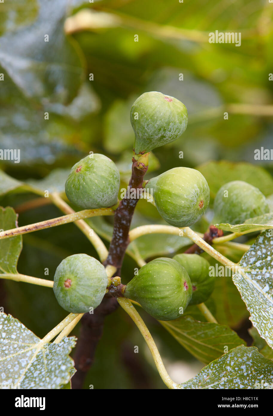 Figs in the tree with out of focus green background. Vertical Stock ...